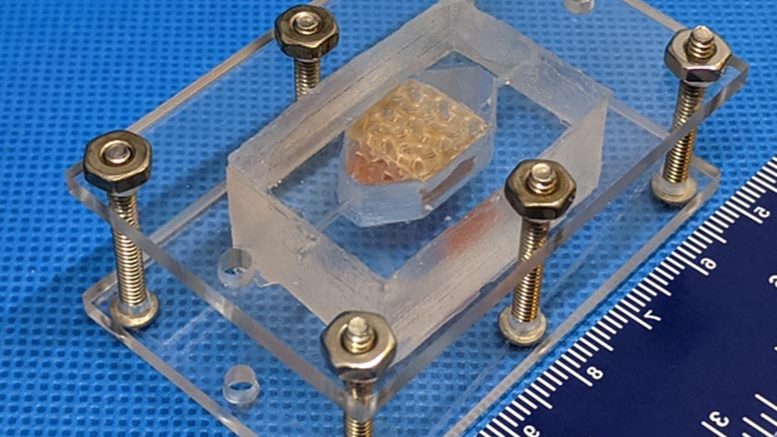 3D Bioprinted Skeletal Muscles Integrated With Neural Cells to ...