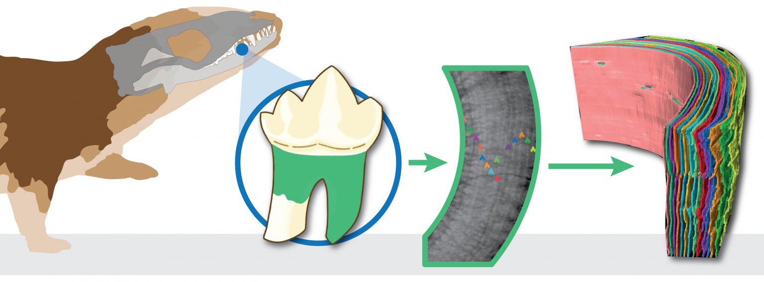 Pioneering Analysis of 200 Million-Year-Old Teeth Reveals First Mammals ...
