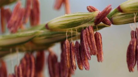 Cracking the Corn Code: Scientists Reveal the Genetic Secrets of ...