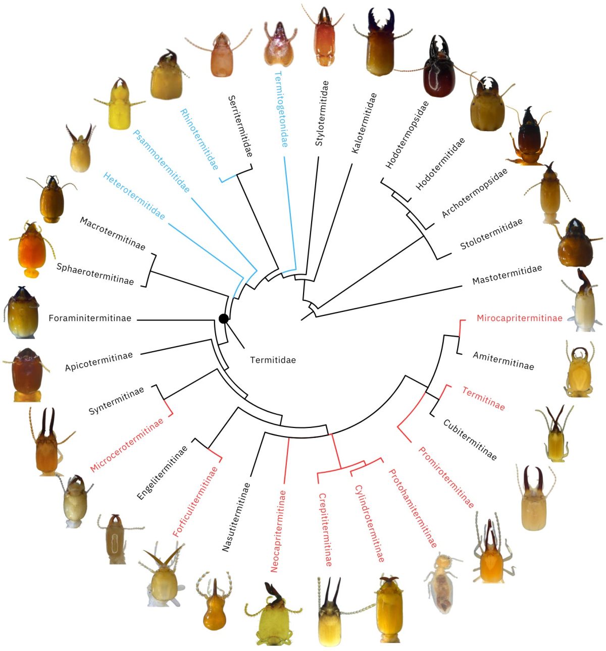 New Research Rewrites the Story of Termites: They Aren’t Just Pests