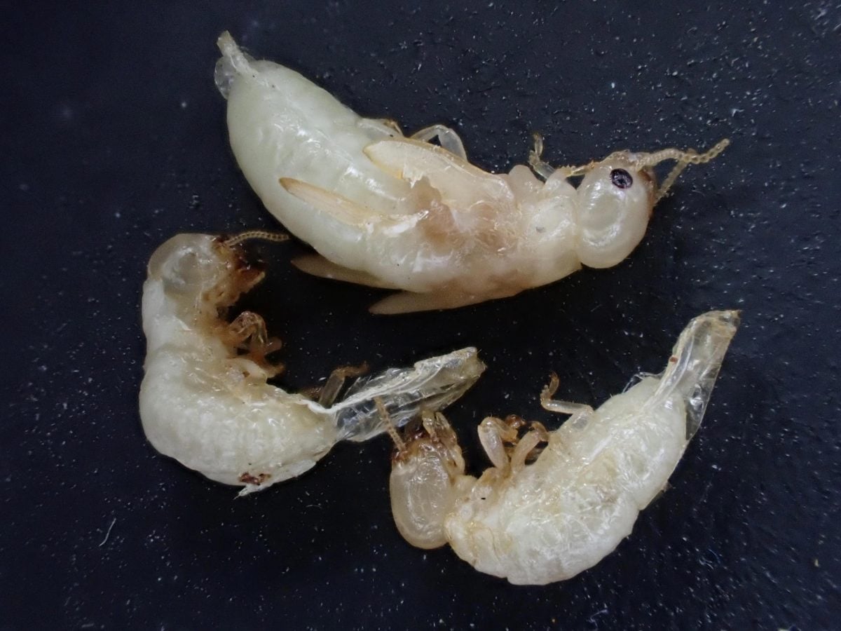 New Chemical Kills 95% of Termites and Can’t Harm Humans