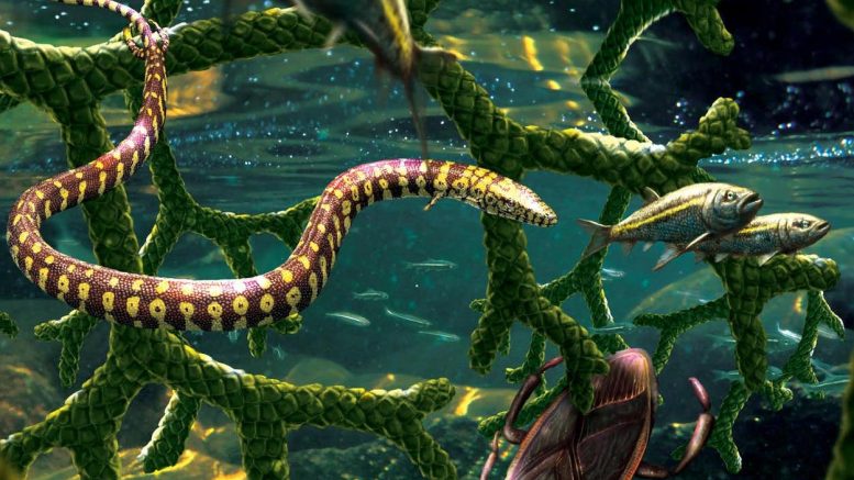 Coniophis Precedens, The Most Primitive Known Snake