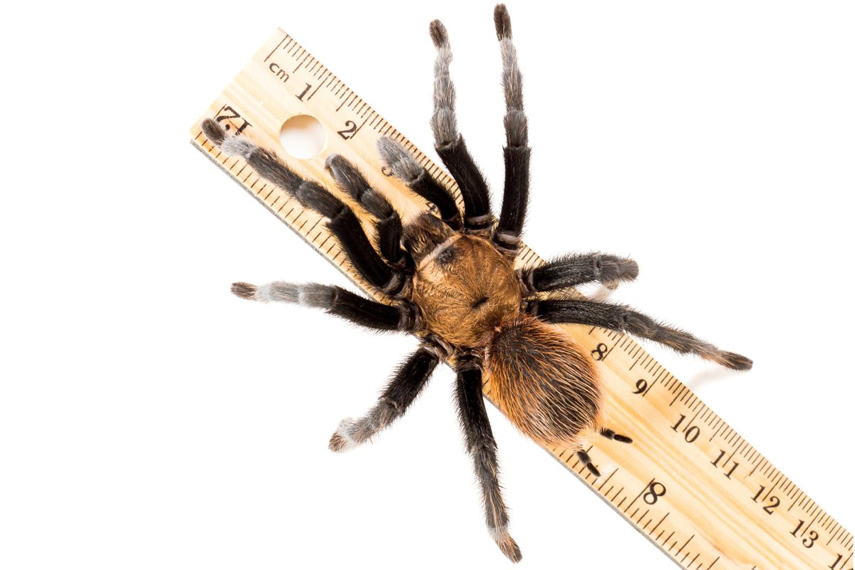 Revealing the “Waist-Less” Gene: A Breakthrough in Spider Biology