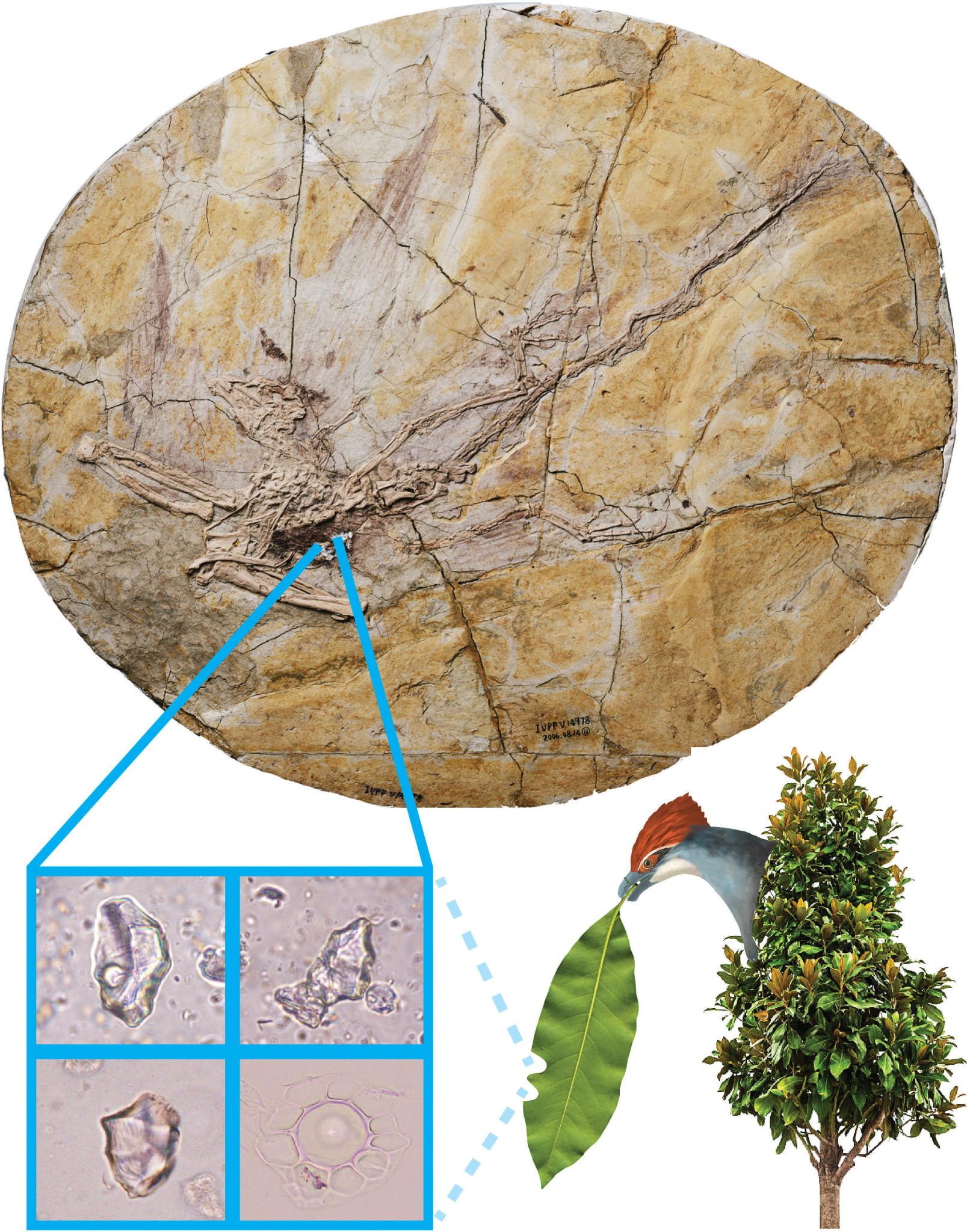 120-Million-Year-Old Fossil Unveils Bird’s Leaf-Eating Past
