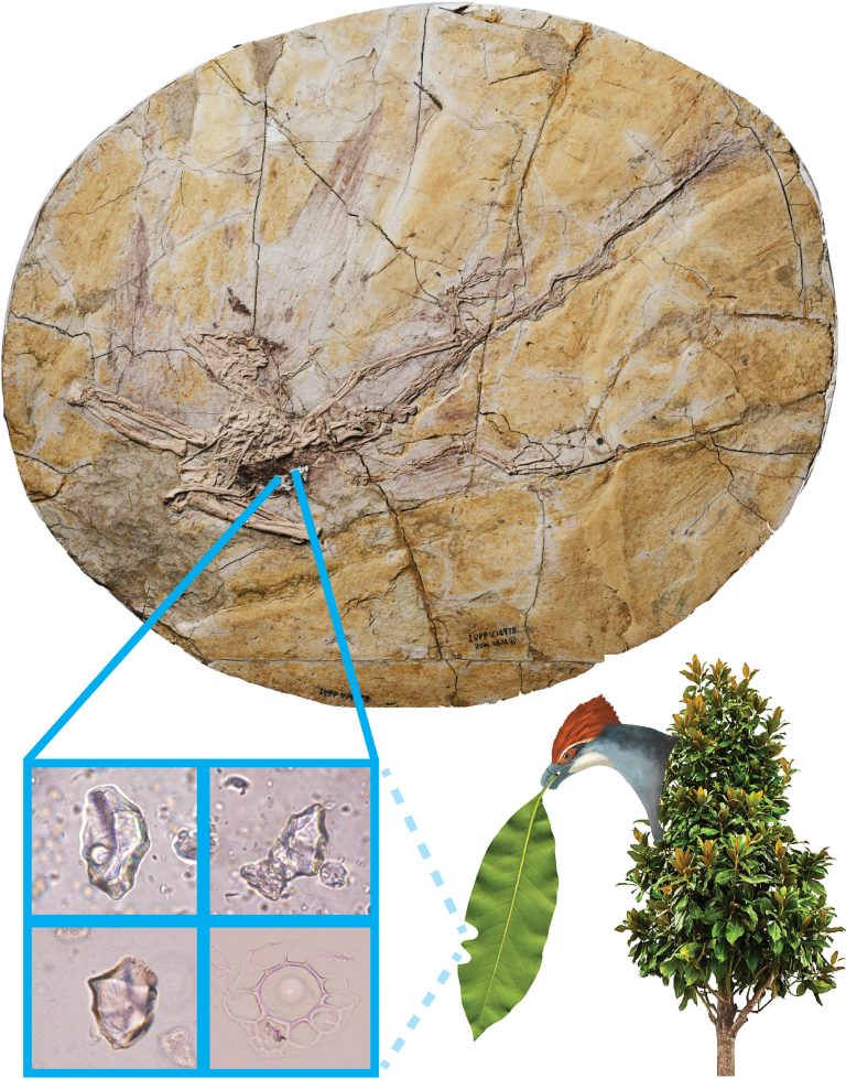 120-Million-Year-Old Fossil Unveils Bird’s Leaf-Eating Past