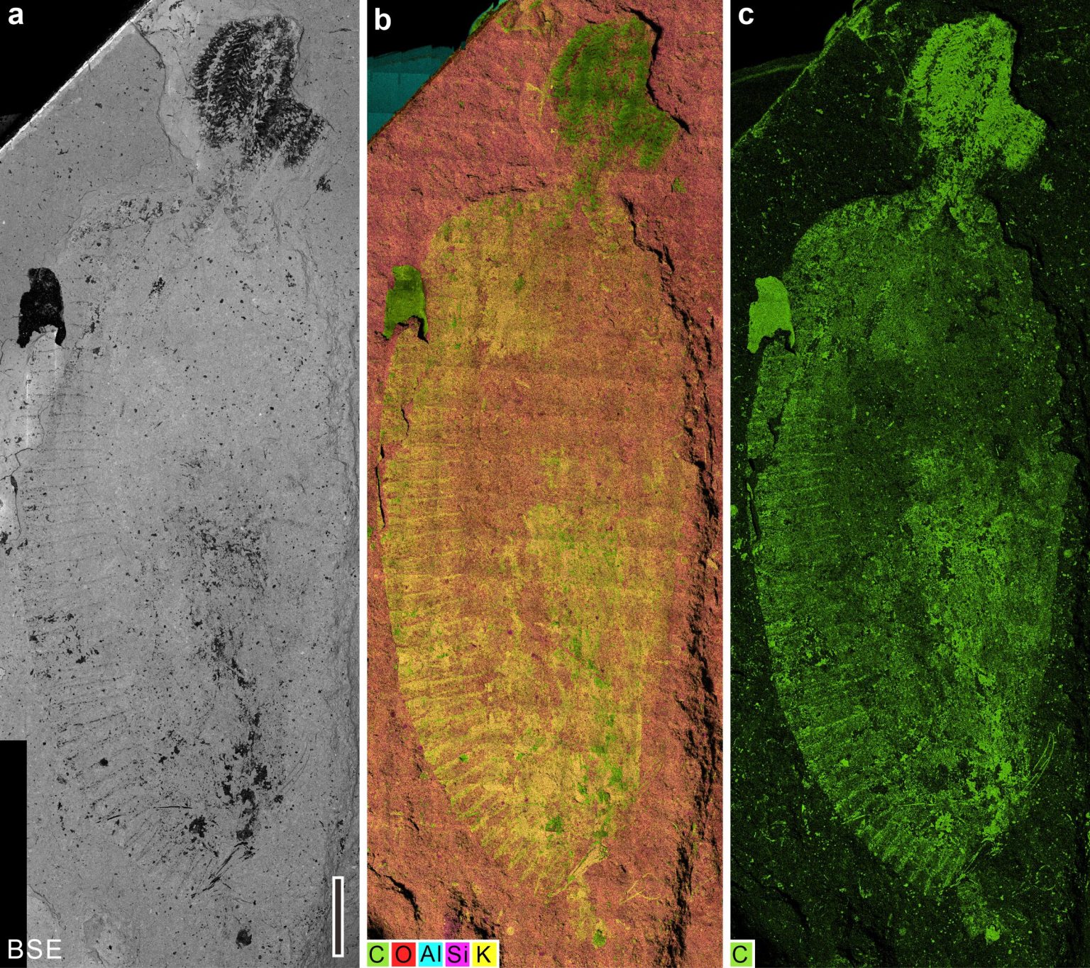 Mystery Solved? 160-Million-Year-Old Fossil Reveals Origins of Thorny ...