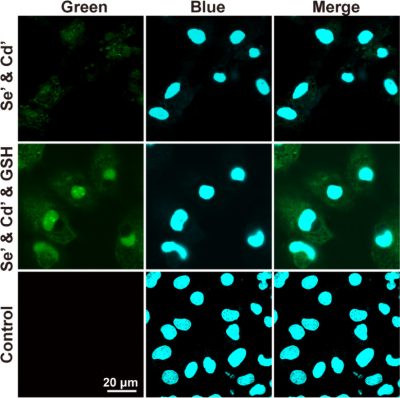 “Truly Amazing” – Quantum Dots Successfully Synthesized Inside Living ...