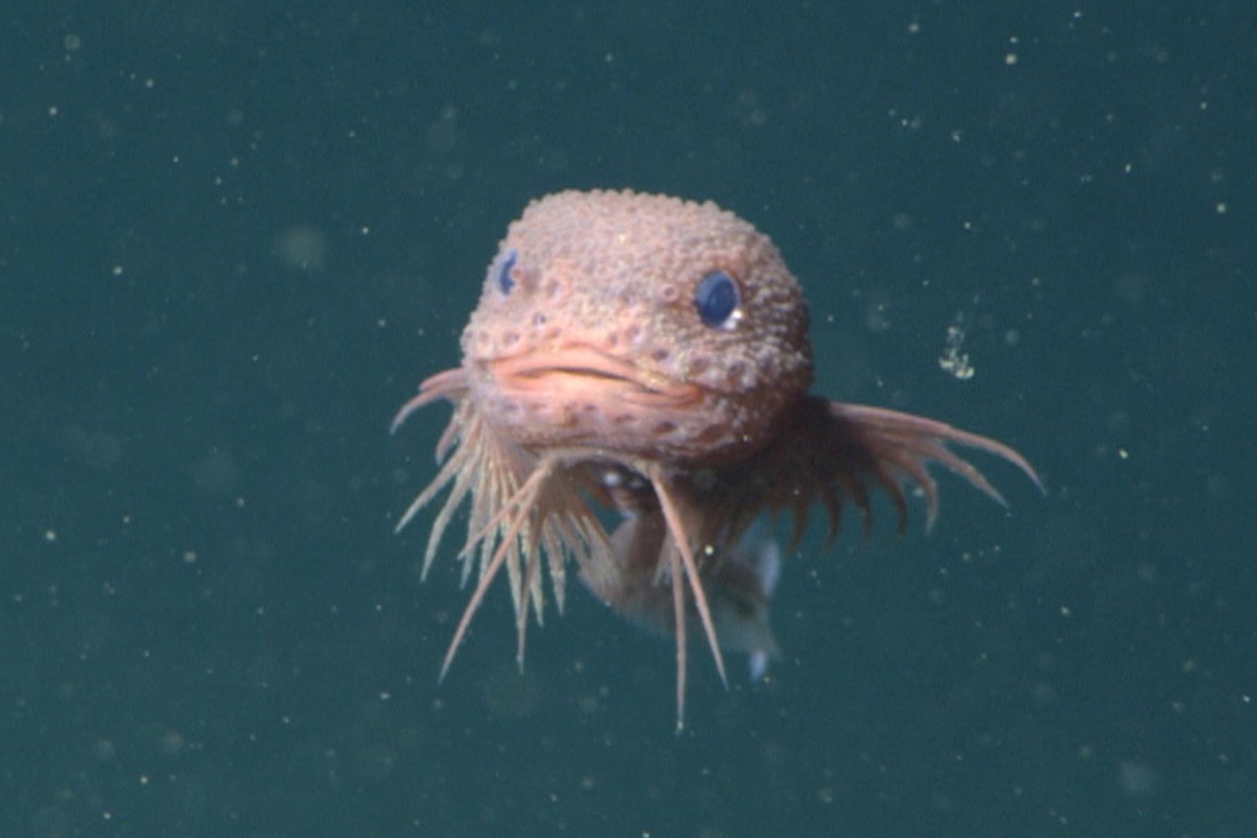 Scientists Discover Strange New Deep Sea Fish Species Scientists Discover Strange New Deep Sea Fish Species