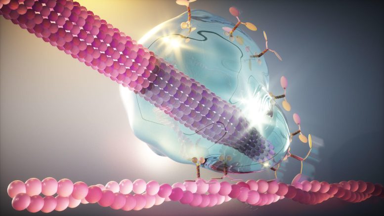 New Findings Explain Long-Standing, Baffling Cell Mystery