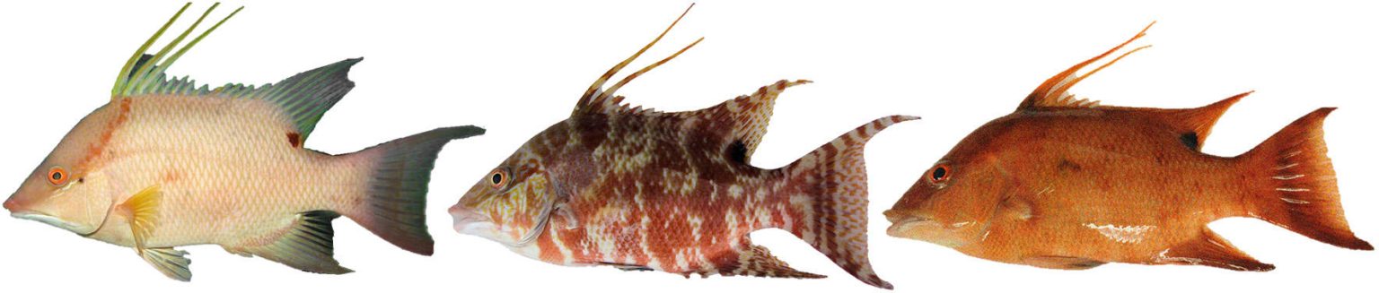 Beyond Eyes: This Fish Can See With Its Skin