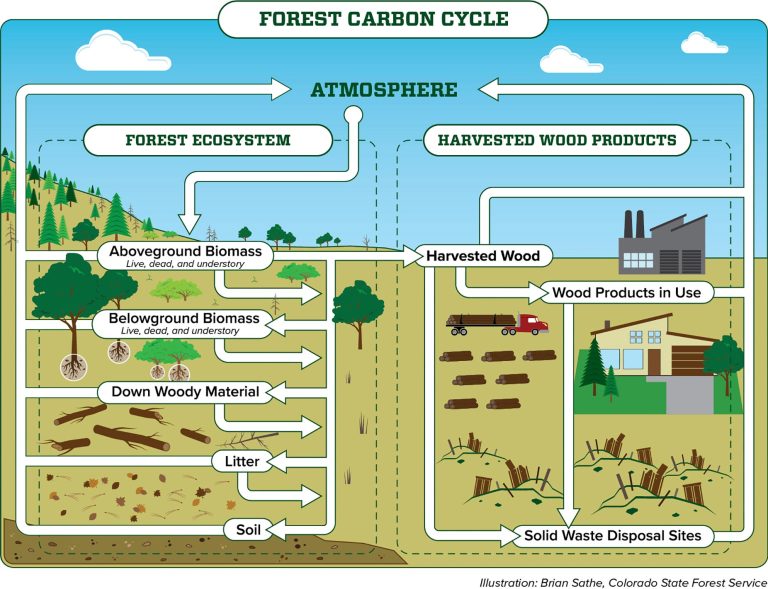 Alarming Trend: Colorado’s Forests Are Releasing More Carbon Than They ...