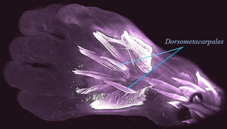 Human Embryos' Muscles Still Have 250-Million-Year-Old Evolutionary ...