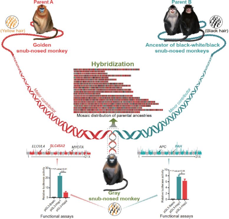 Primate Evolutionary Tree