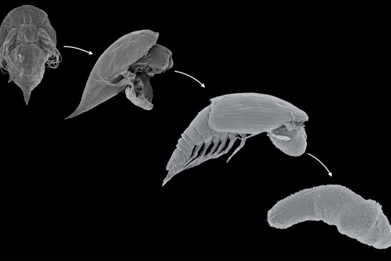 What Are These Creepy Creatures? Scientists Close In on Century-Old ...