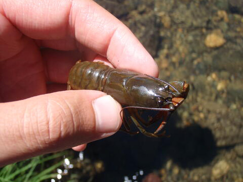 Scientists Discover 2 New Species of Crayfish Hiding in Plain Sight