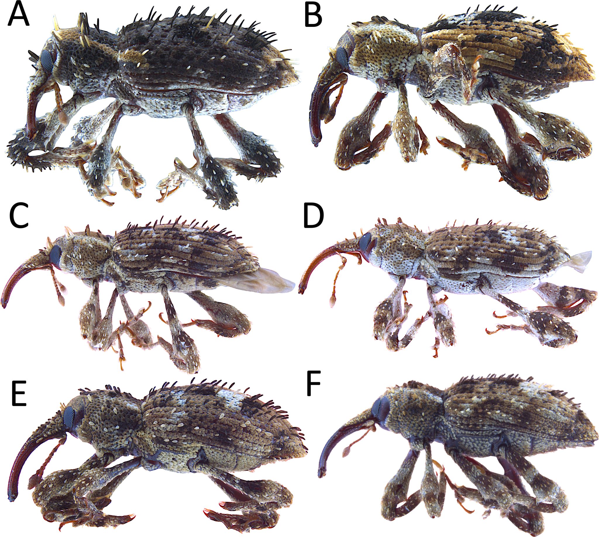 Scientists Discover New Species of Weevils in Japan’s Pristine ...