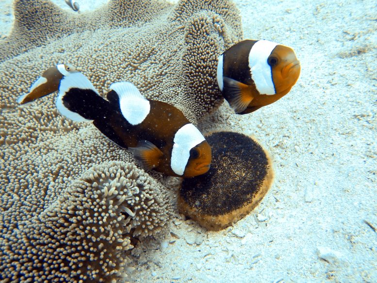 Marine Biologists Solve Century-Old Mystery: Why Clownfish Don’t Get ...