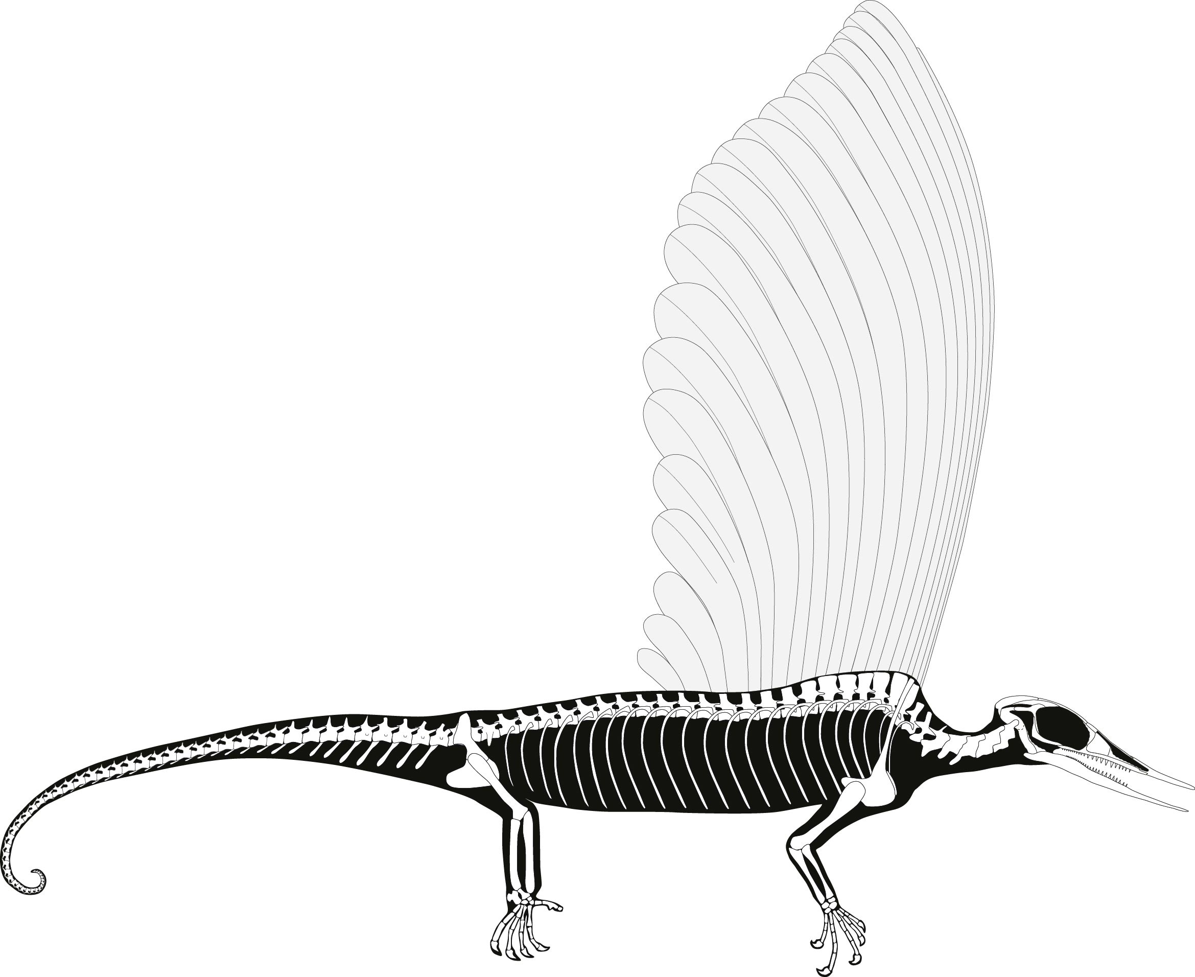 Scientists Unearth 247-Million-Year-Old ‘Wonder’ Fossil Unlike Anything ...