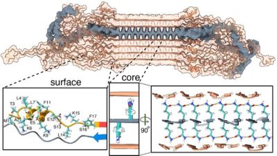 Scientists Unveil First Detailed Image of Huntington’s Disease Fibrils