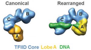 “TFIID” Can Co-Exist in Two Distinct Structural States