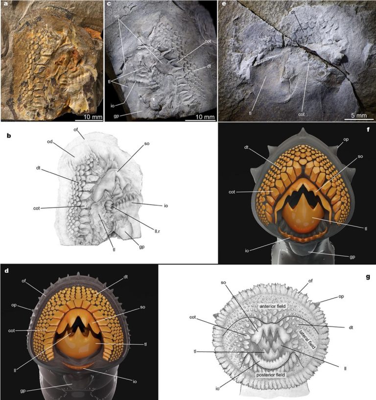 Revolutionary Find – “Yanliao Sucker Killer” Fossil Challenges Lamprey ...