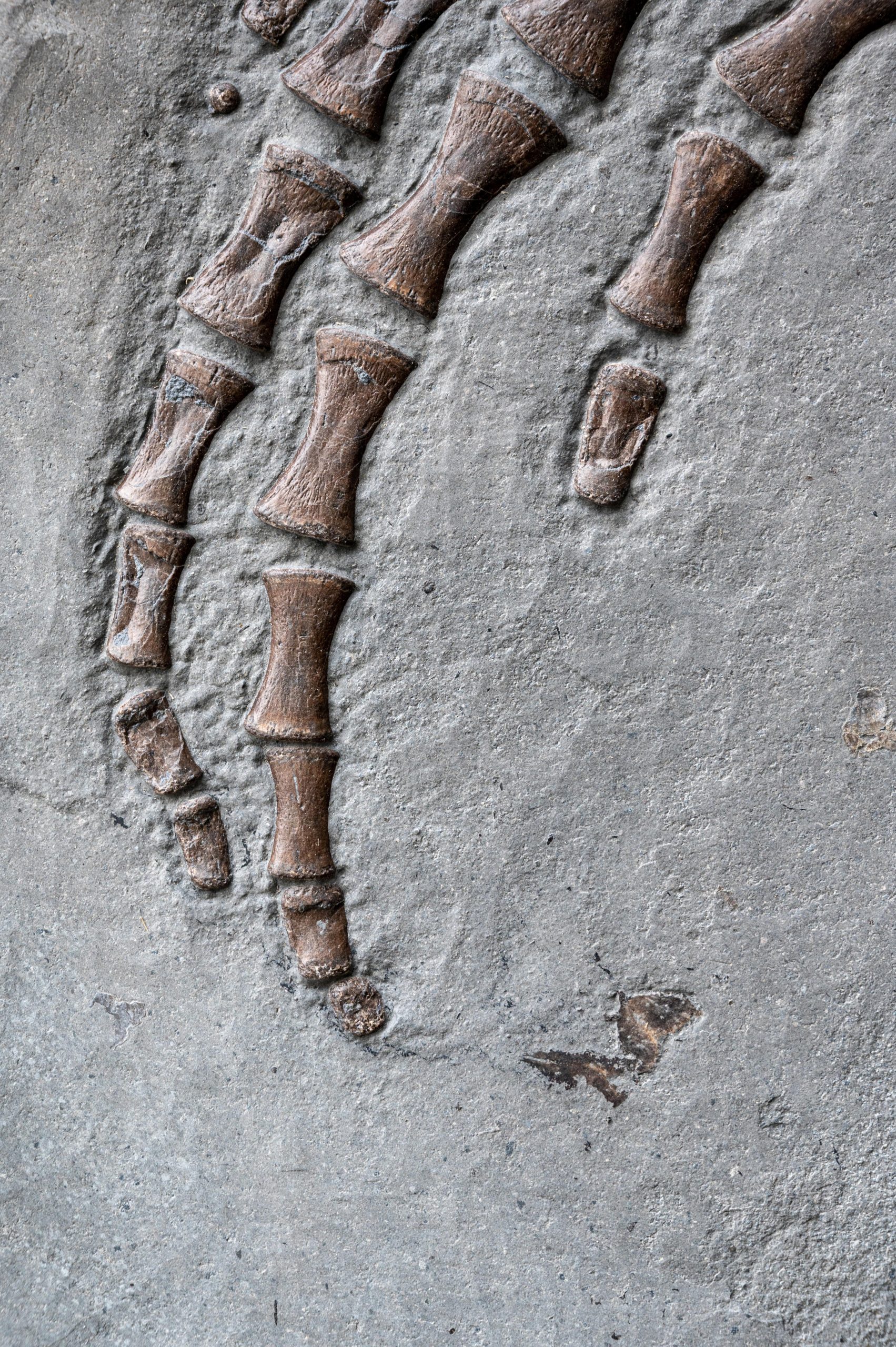 Shocking Scientists: Fossilized Plesiosaur Skin Cells Discovered After ...
