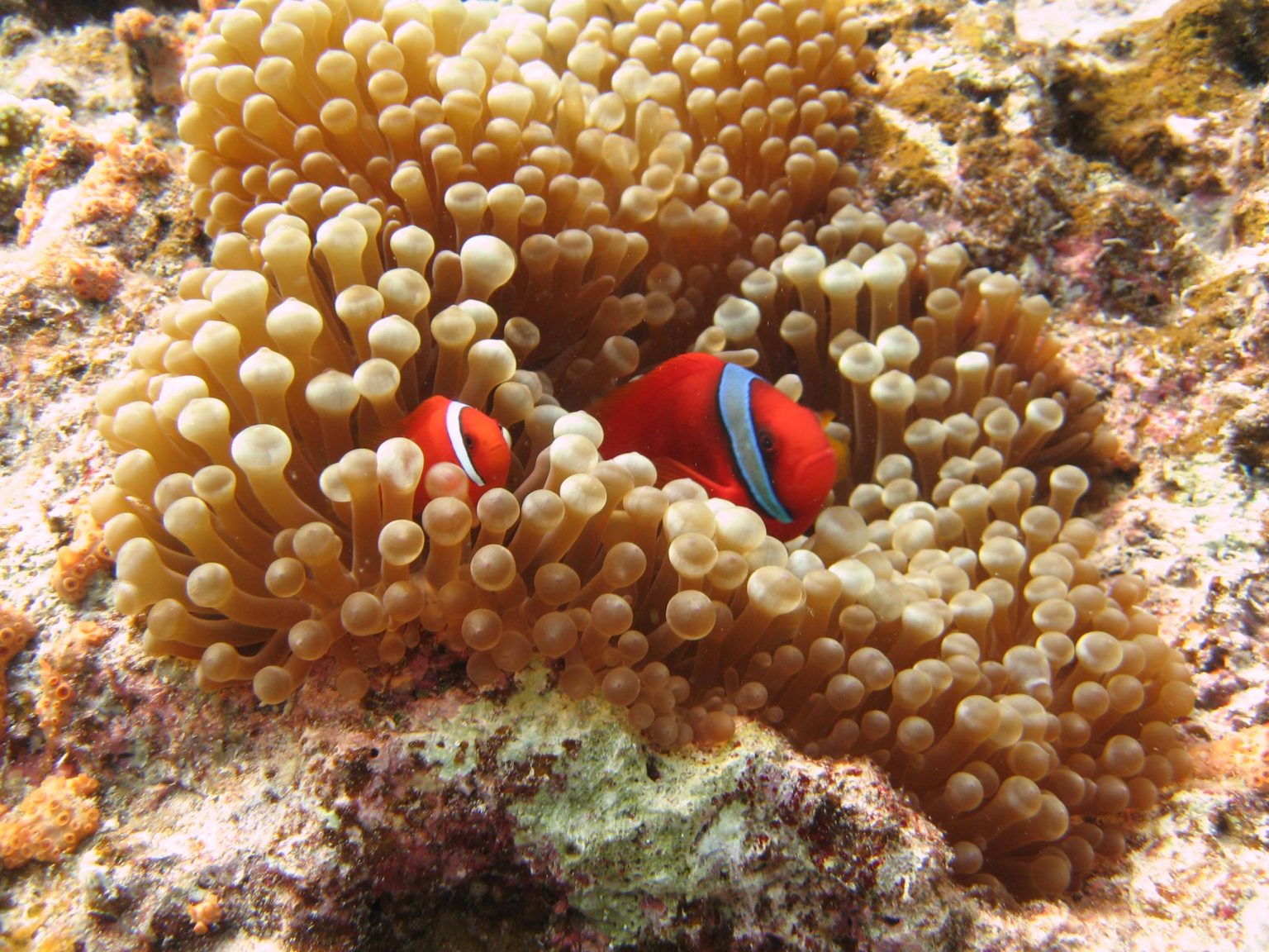 Marine Biologists Solve Century-Old Mystery: Why Clownfish Don’t Get ...