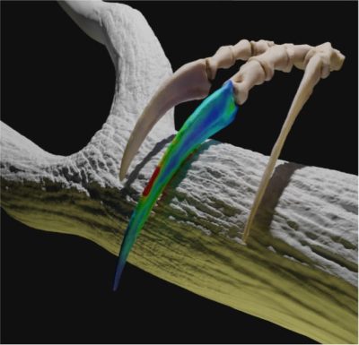 Unlocking the Secrets of Dinosaur Claws: Study Reveals Surprising Functions