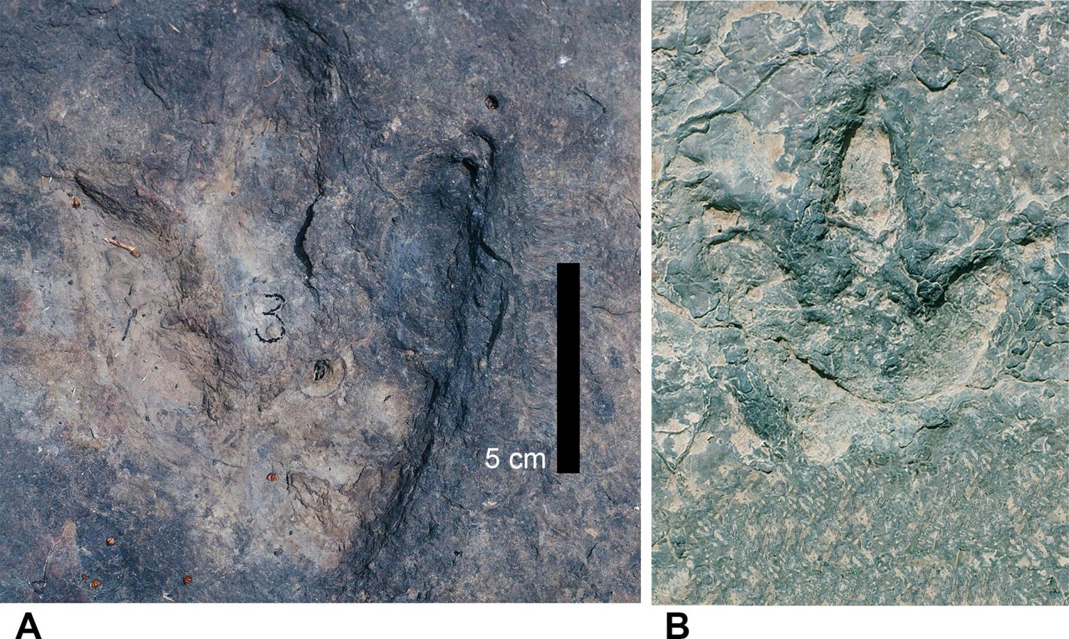 Matching Dinosaur Footprints Connect Ancient Continents Across the Atlantic