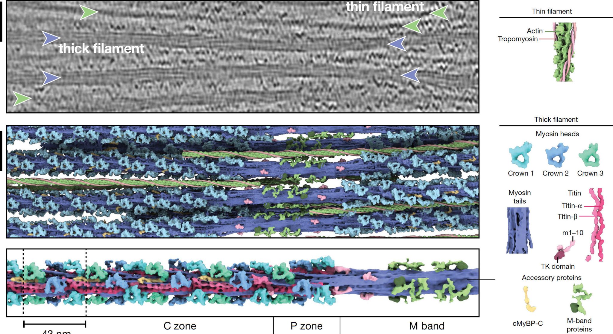 Unlocking the Mysteries of the Heart: Breakthrough Research Reveals ...