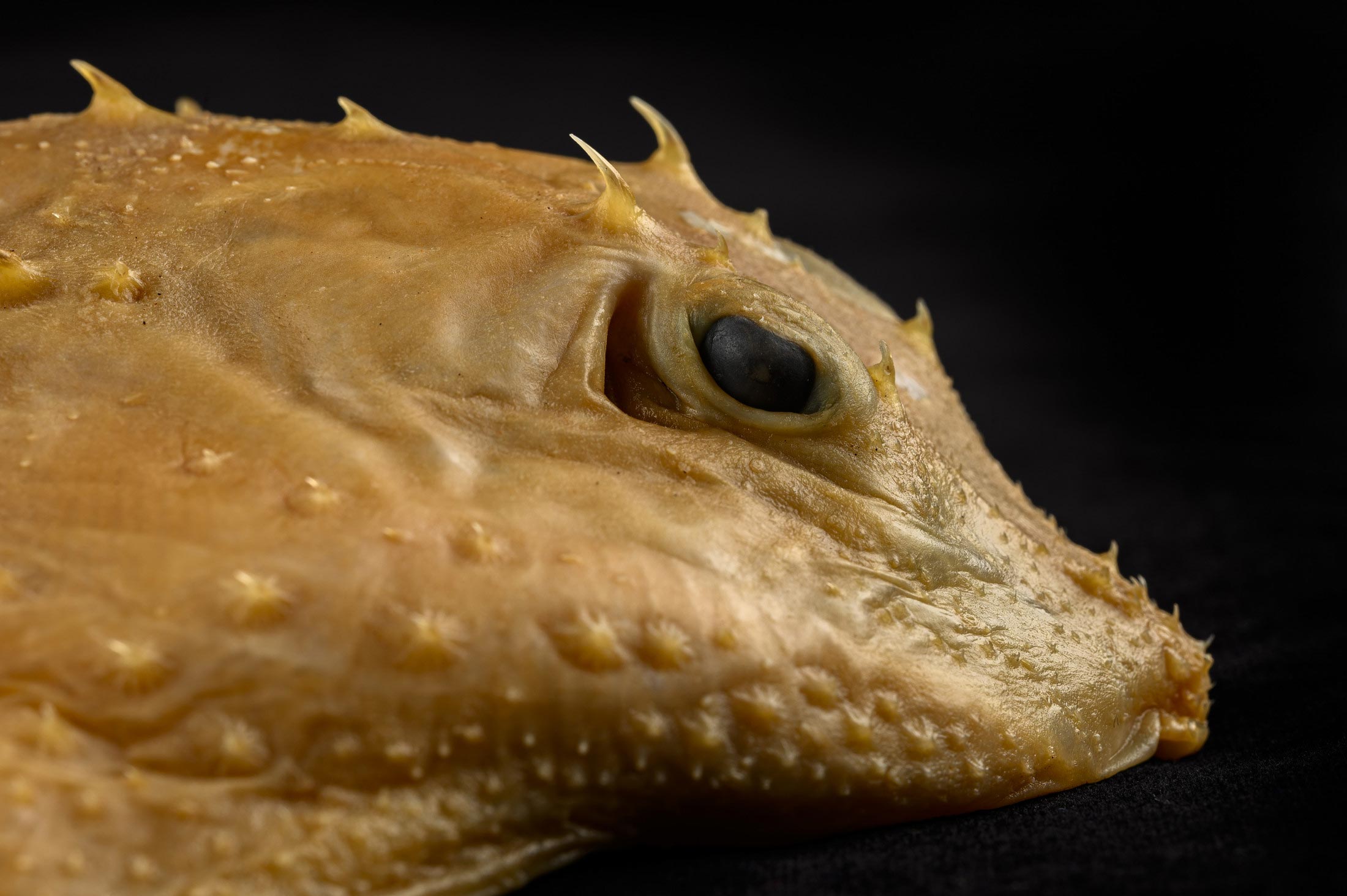 A Flipped Gene Solves a 100-Year Mystery About Fish That Grow in Two Sizes