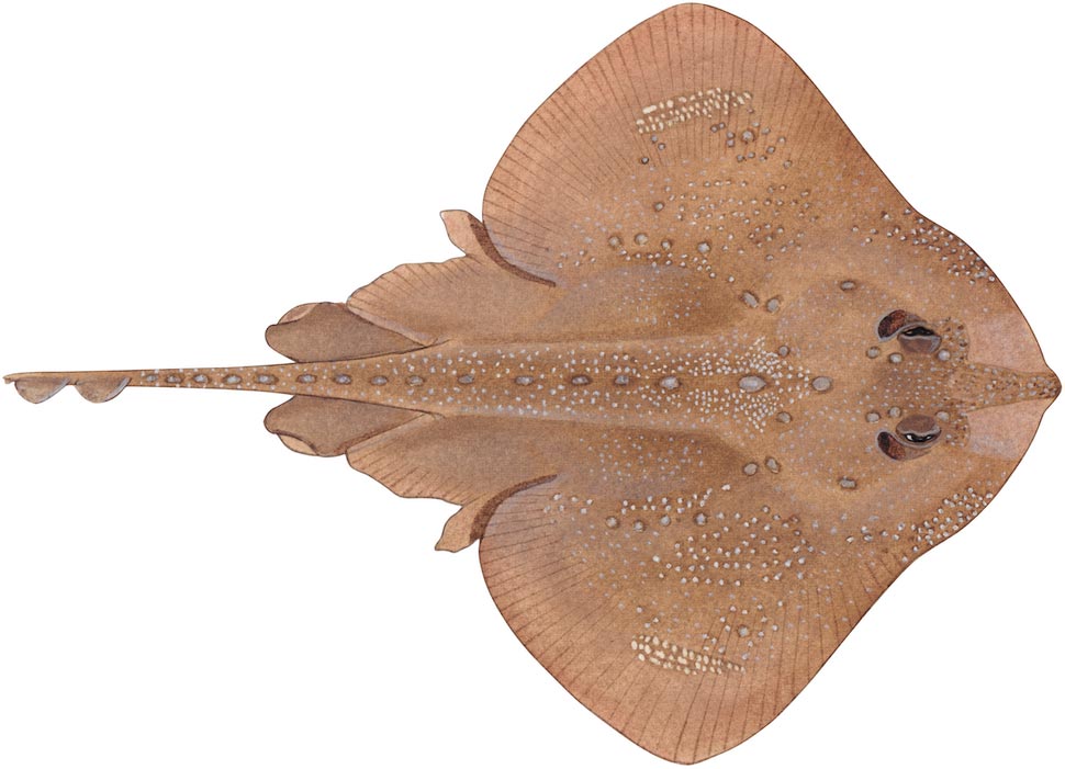 A Flipped Gene Solves a 100-Year Mystery About Fish That Grow in Two Sizes