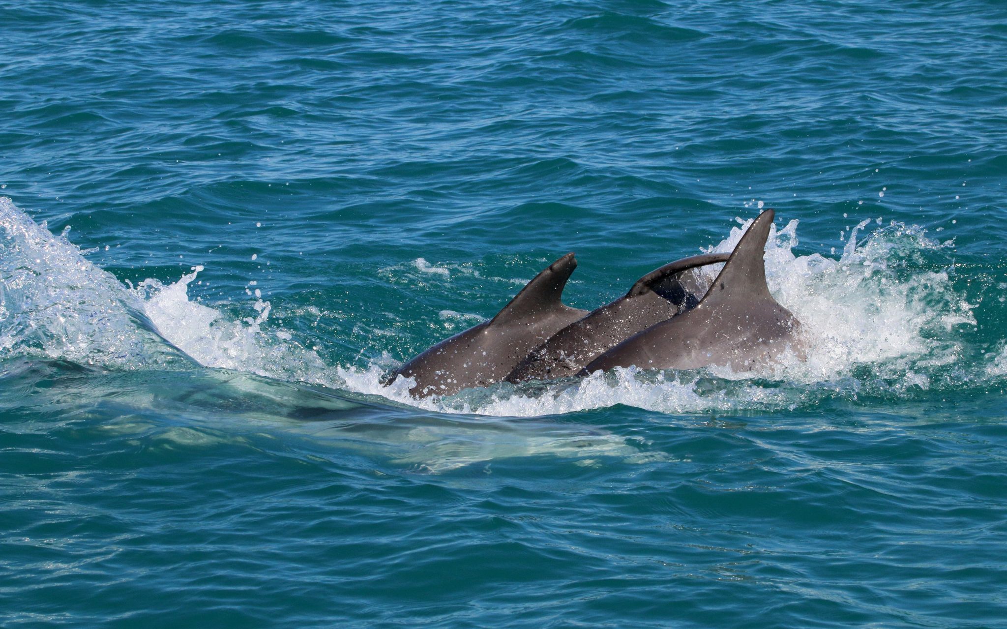 Splash Into Science: How Dolphin Play Predicts Future Success