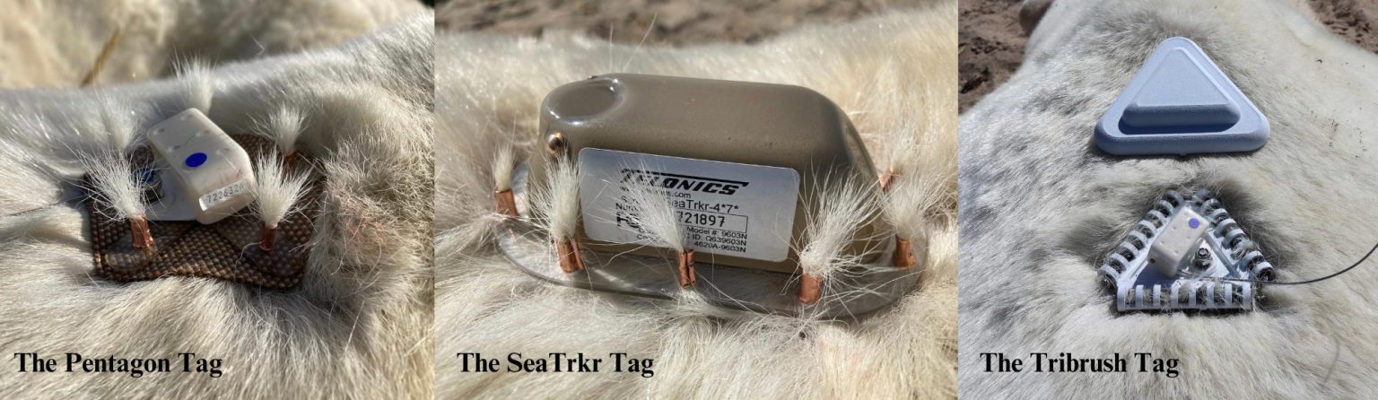 See How Scientists Track Polar Bears With Groundbreaking “Burr on Fur” Tags