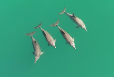 Friendships and Rivalries: Cooperative Male Dolphins Can Tell Who’s on ...