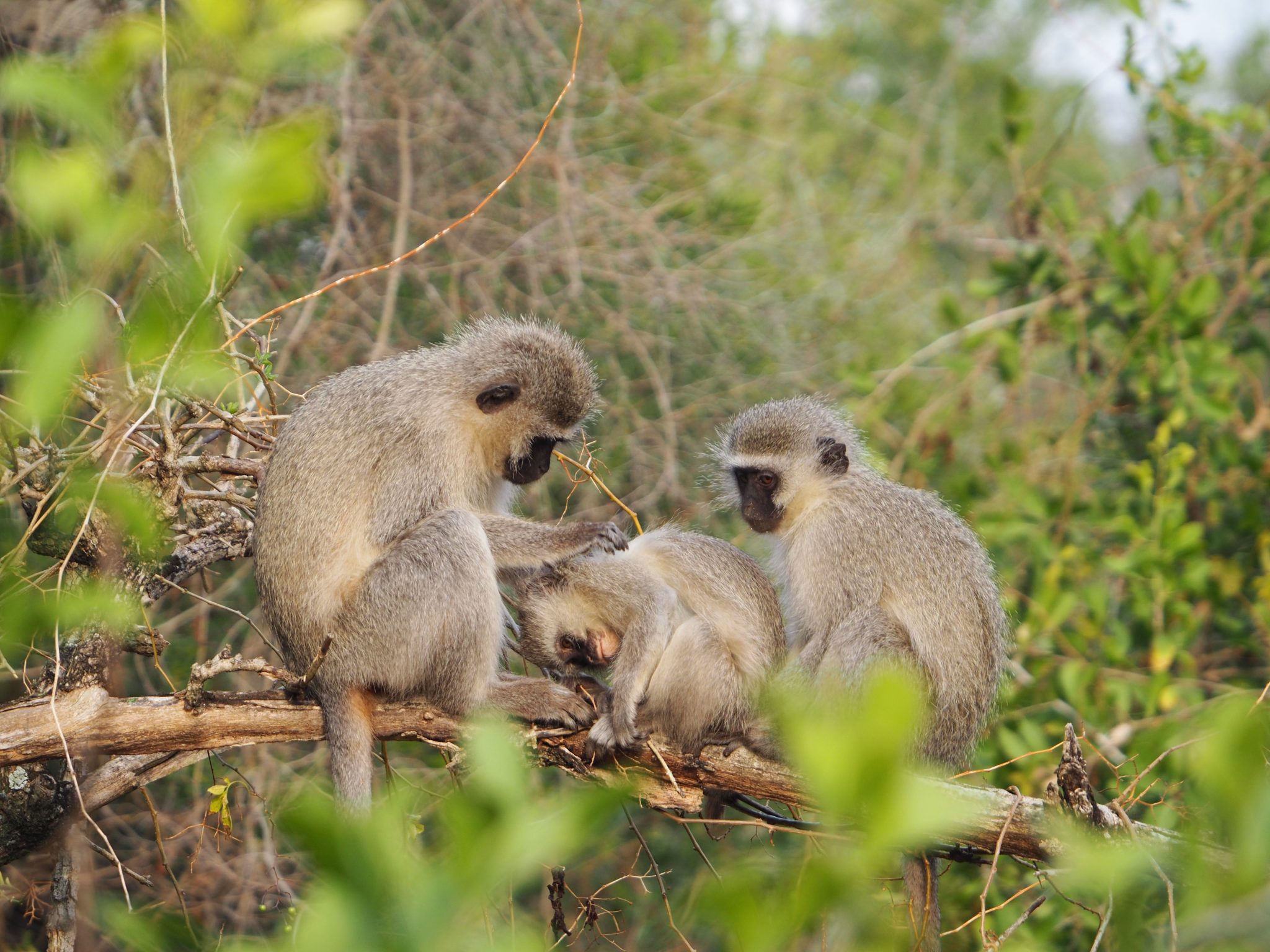 Scientists Have Discovered That These Monkeys Follow Different Social ...