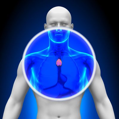Not Just a “Disposable” Organ: Your Thymus May Be Saving Your Life