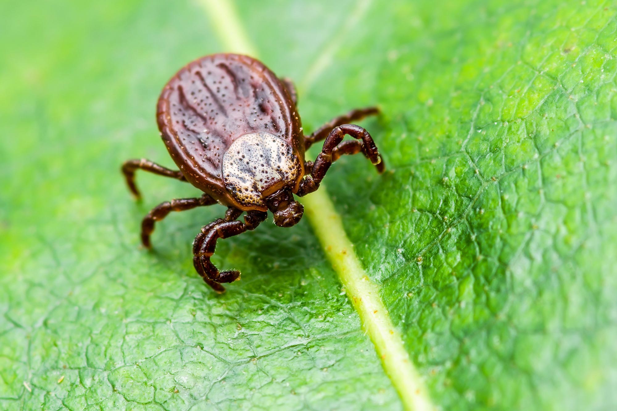 Tick-Borne Terror: The Rising Threat of “American Malaria”