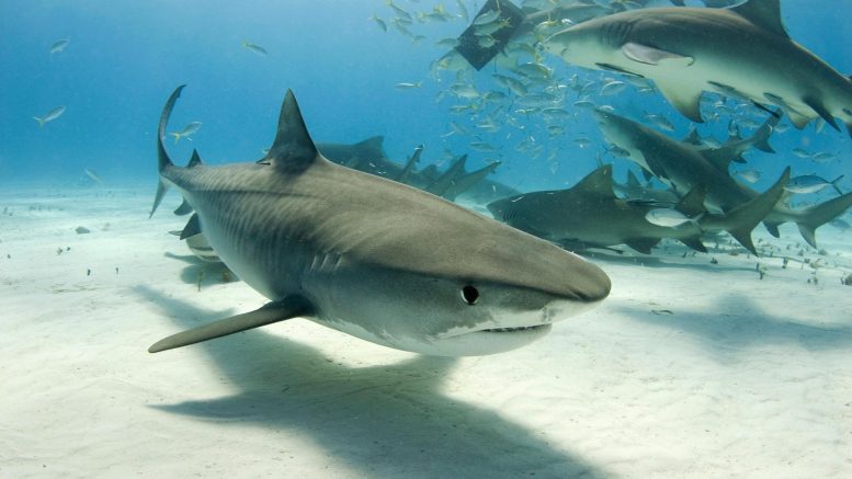 Strange Erupting ‘Tiger Stripes’ on Saturn’s Icy Moon Enceladus Finally ...