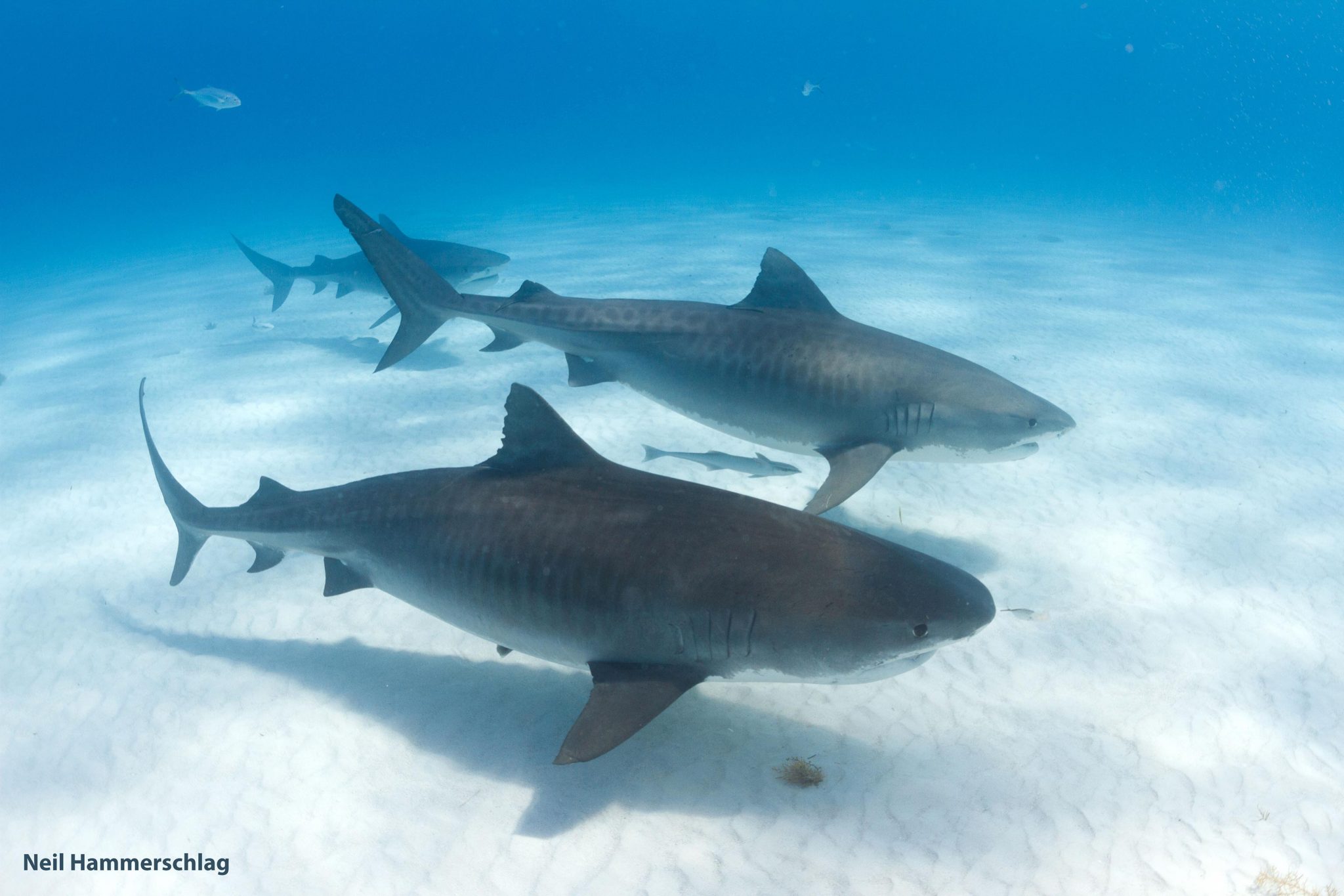 Tiger Beach Research Reveals Tiger Sharks Have Social Preferences for ...