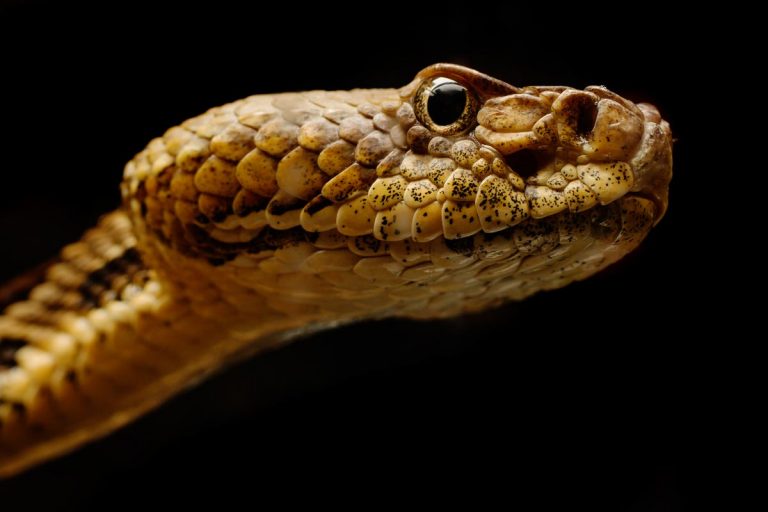 Emerging Infectious Disease Afflicting Snakes in 19 States, Puerto Rico