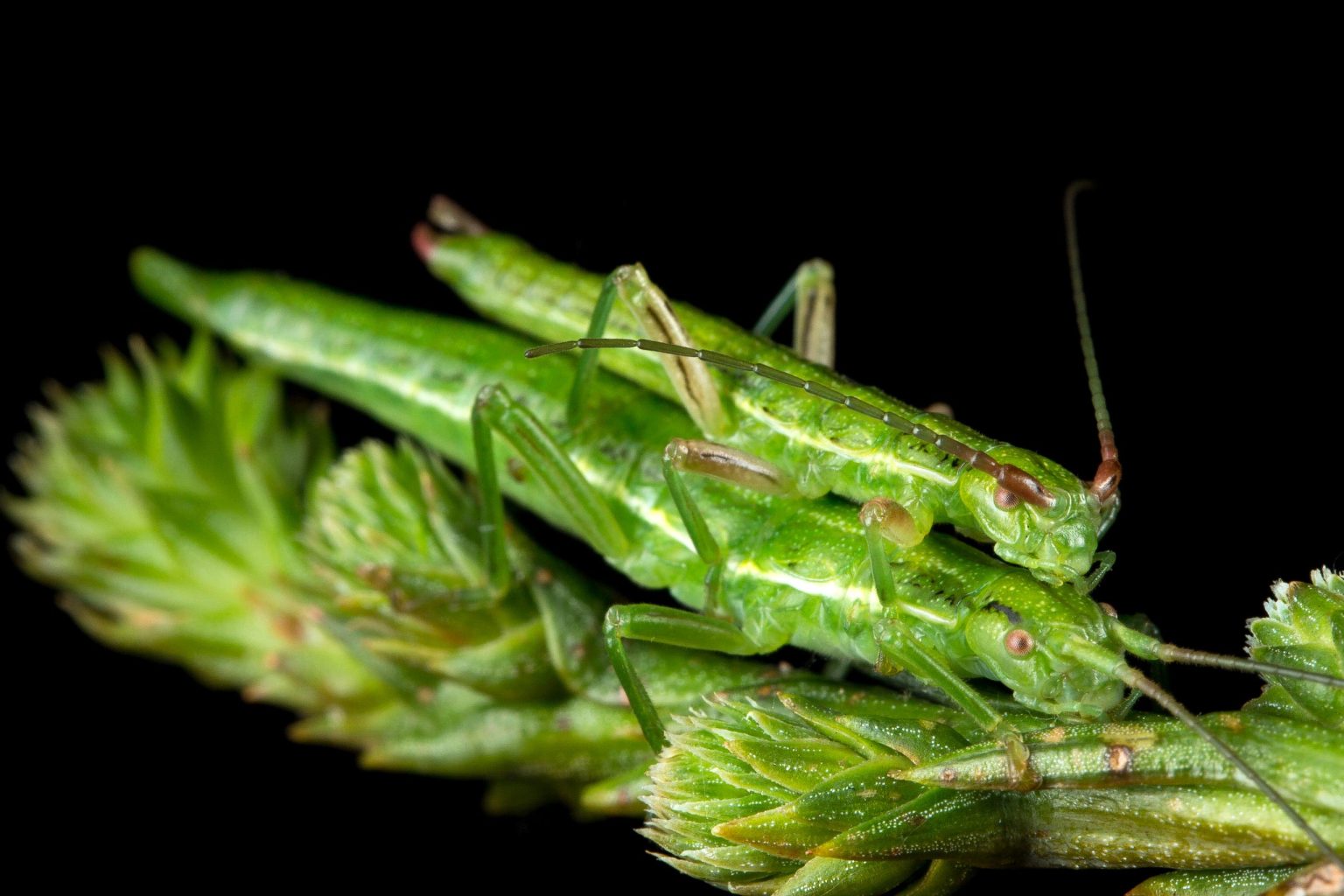 Evolutionary Fuel: How an Ancient Chromosomal Inversion Could Foster ...