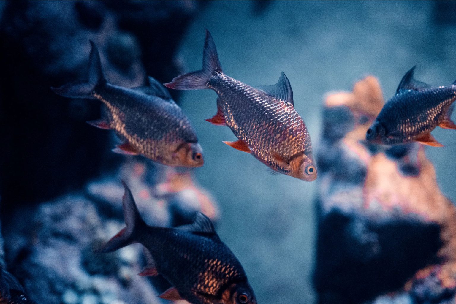 Alien Fish Species Discovered in the Philippines’ Largest Lake