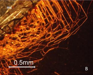 Researchers Discover Tunnels From Tiny Boring Microorganisms in Garnet ...