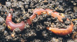 Study Reveals the Importance of Tiny Creatures in Structure of Grasslands