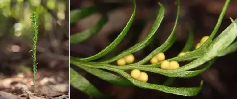 Unlocking the Genetic Giant: Tiny Fern Has the Largest Genome of Any ...