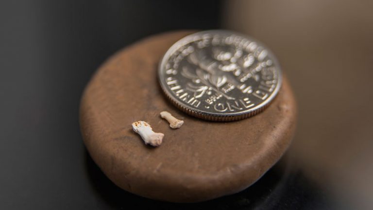 New Findings Provide Evidence That Early Anthropoids Were Minuscule