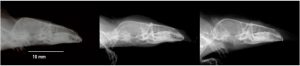 Shrews Reduce the Size of Their Organs in the Winter