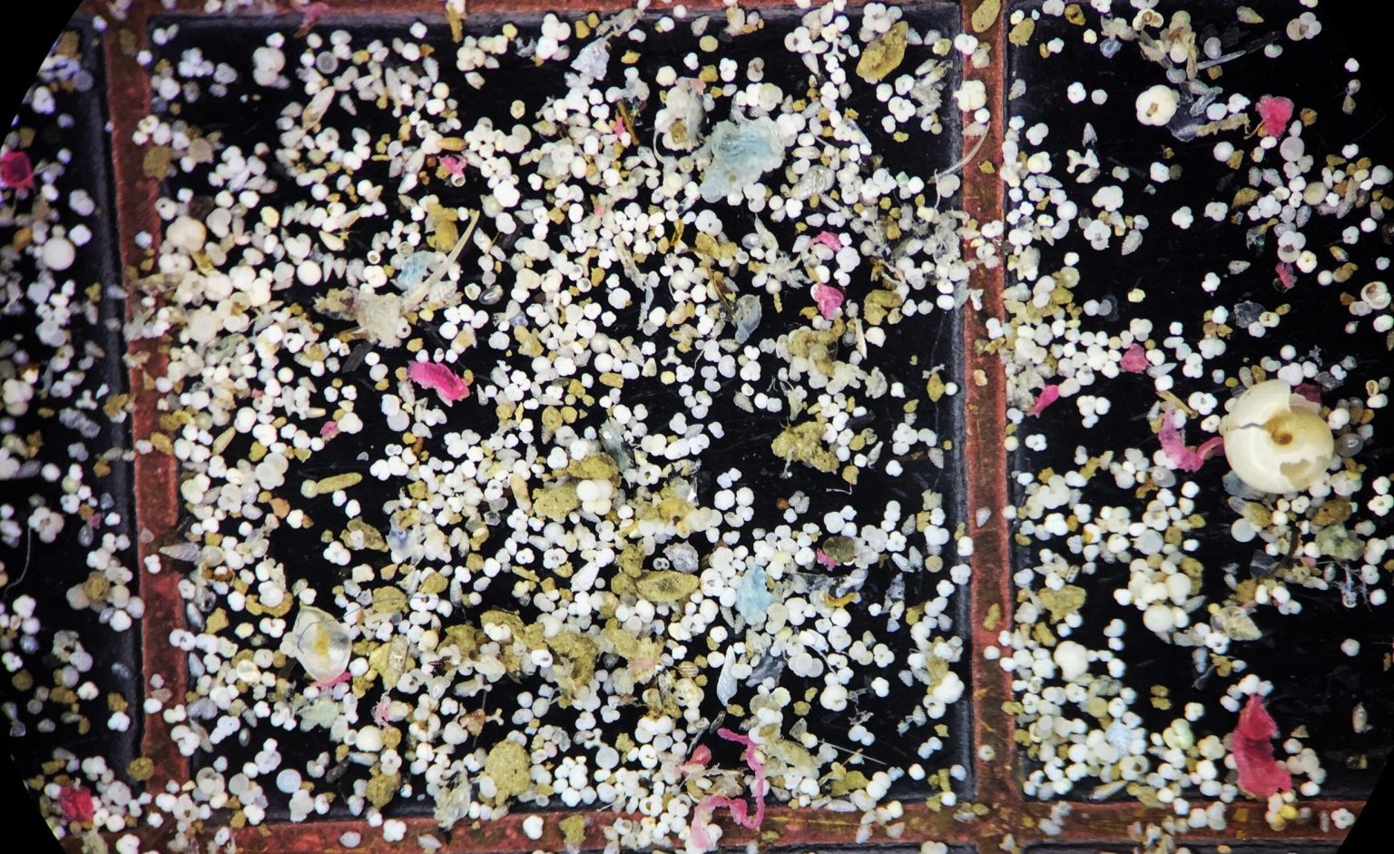 100 Years of Microscopic Shells Reveal a “Double Whammy” for Waters off ...