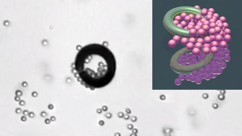 Microscopic 3D Printed Donut “Micro Swimmers” Mimic Biological Behavior